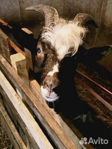 Козел молодой