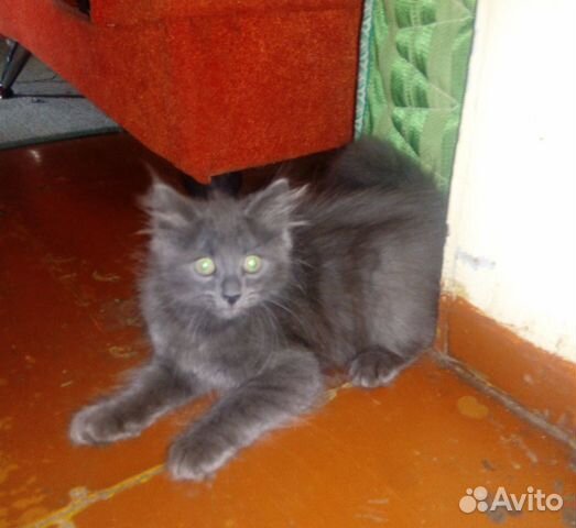 Котенок Дымка