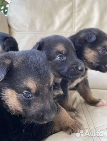 Щенки. папа овчарка, мама дворянка
