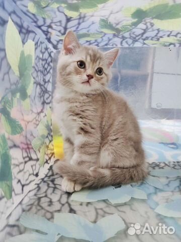 Котенок