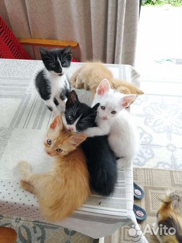 5 милых котят, ищут себе новый дом. Бесплатно