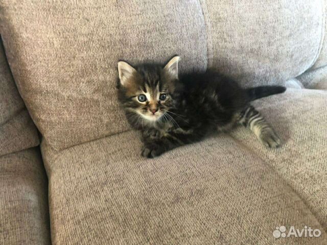 Котенок в добрые руки