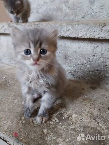 Кошка, котята