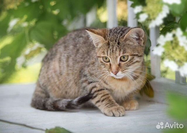 Котёнок, котята милая Сонечка 3 мес в добрые руки