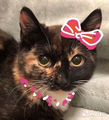 Котёнок Бусенка