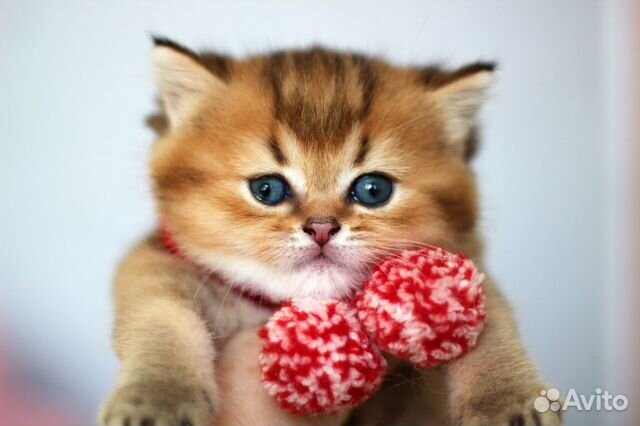 Очаровательня леди, золотая шиншилла