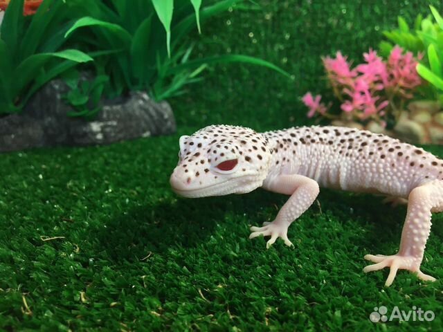 Эублефар Супер Стелс