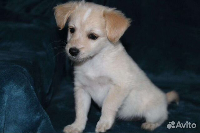 Малышка Алиса ищет дом