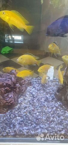 Рыбки для аквариума