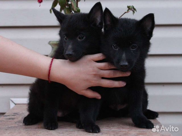 Малыши схипперке