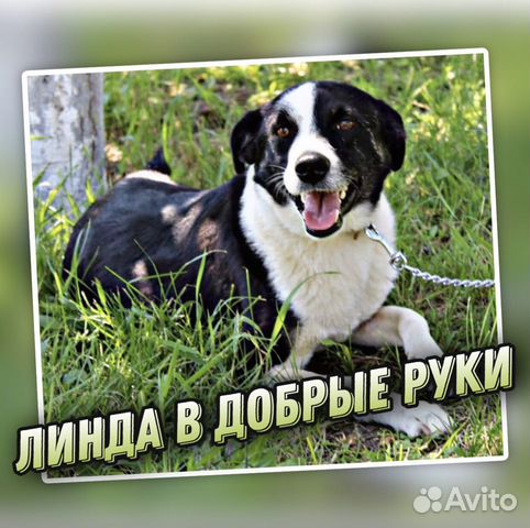 Линда в поисках своего человека