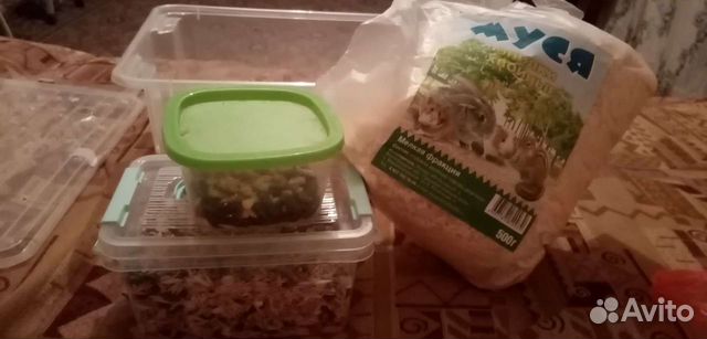 Хомяк мальчик