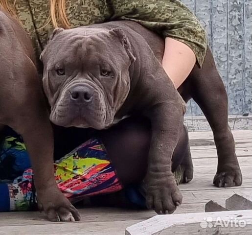 Американский булли