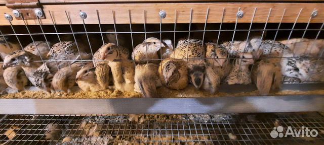 Перепелки несушки