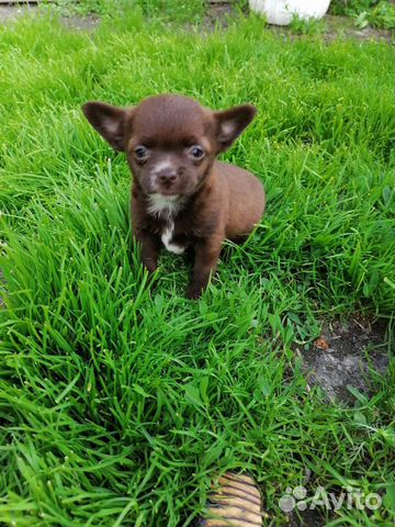 Продам щенков чихуахуа