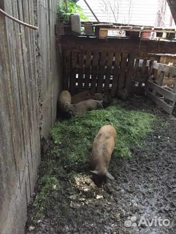 Поросята кабанчта, роделись 25 апреля, 3 мальчика