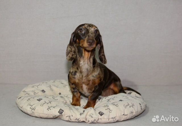 Гладкошерстная девочка подрощенная кроличья