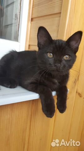 Котенок шоколадного цвета