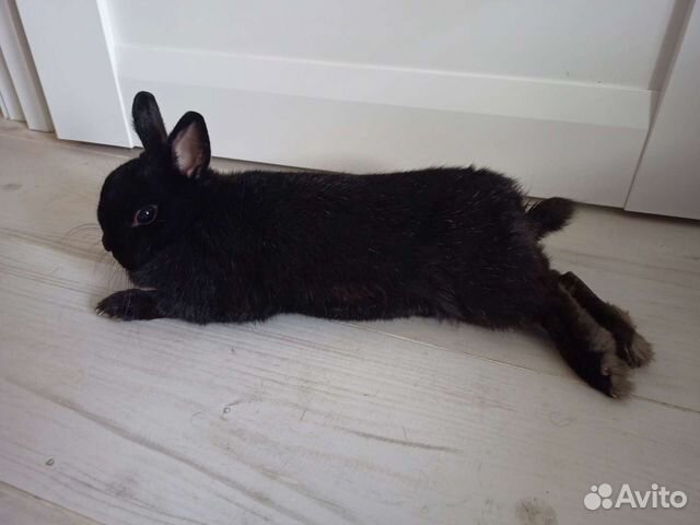 Кролик в добрые руки