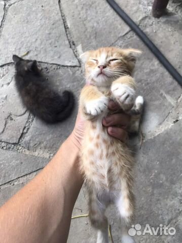 Котейки в хорошие руки
