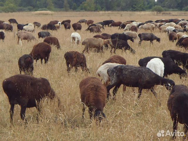 Бараны, овцы на курбан