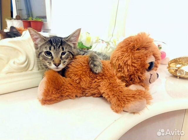 Хрупкий разумный котенок