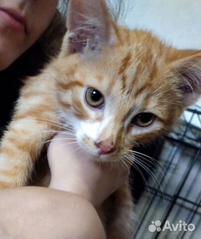 Рыжая котенок девочка Шейла 2,5 месяца в дар