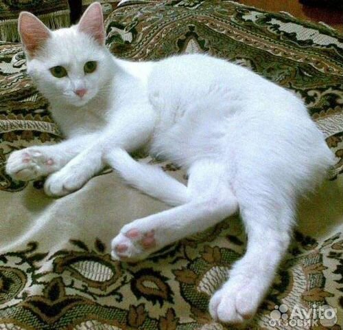 Кошки