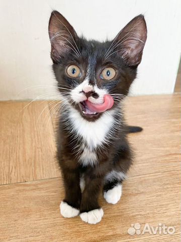 Котенок ищет дом