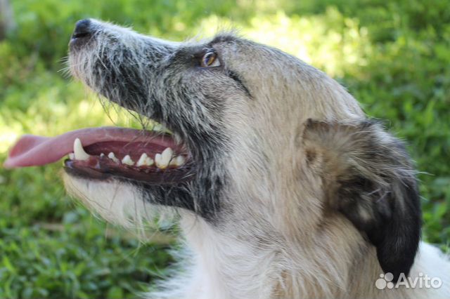 Джон, молодой дворянин в добрые руки