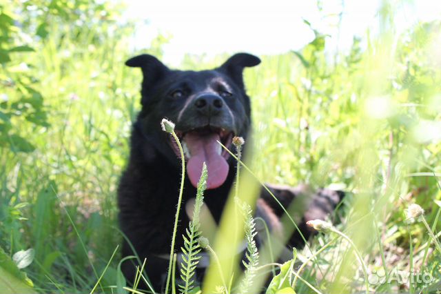 Мия, молодая дворянка в добрые руки