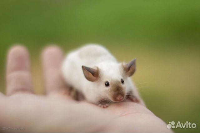 Декоративная мышка сиам девочка