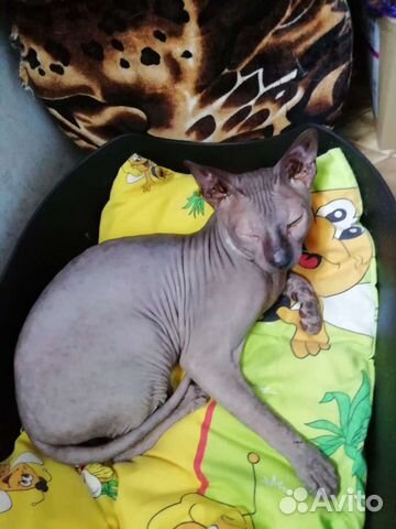 Донской сфинкс