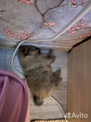 Щенки шпица