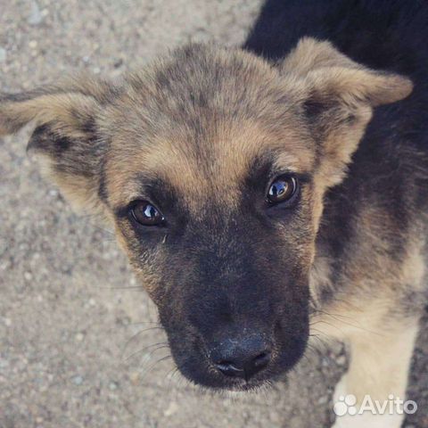 Собаки бесплатно в добрые руки щенки