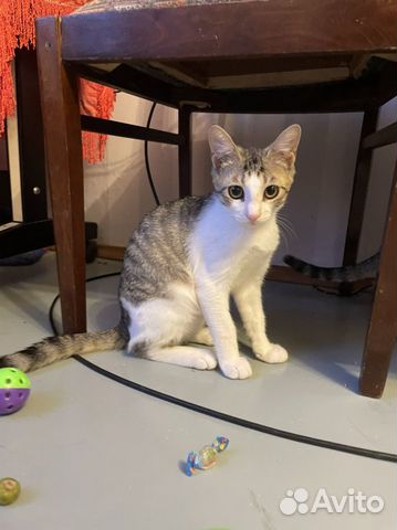 Котенок мальчик 4 мес