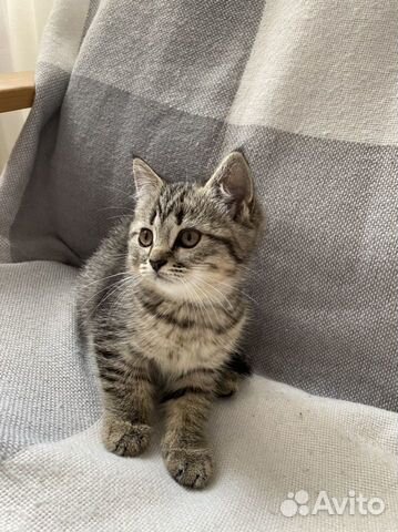 Боитанский котенок