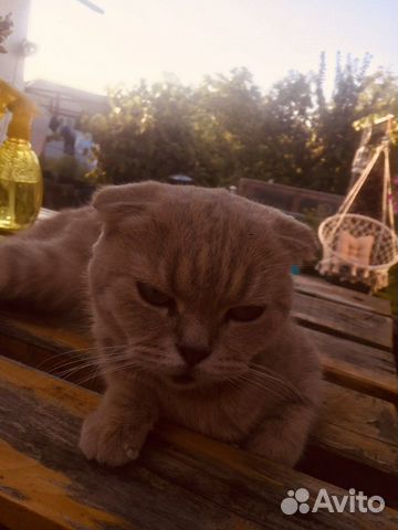 Шотландская кошка