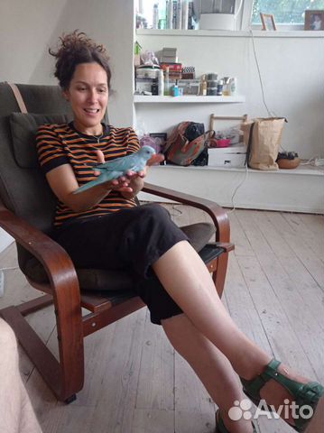 Ожереловый попугай