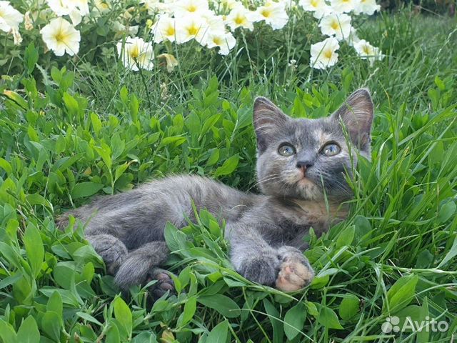 Русская голубокремовая черепашка