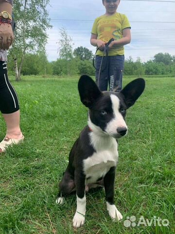 Томми корги