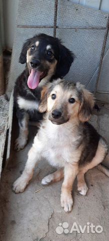 Щеночки в добрые ручки