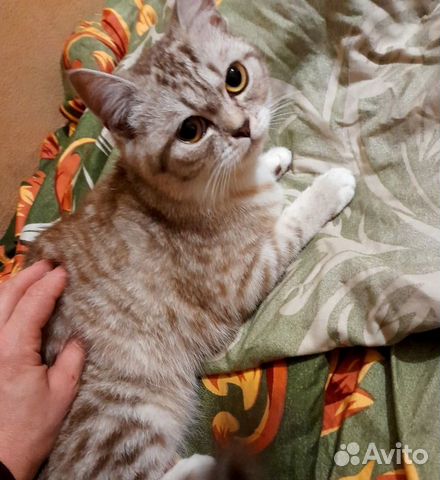 Британская кошечка Бася
