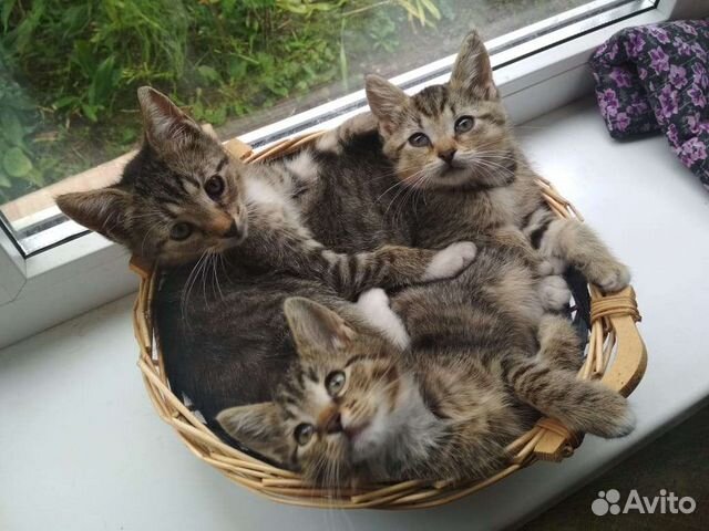 Чудесные котята