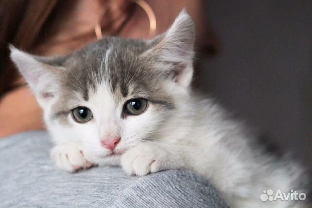 Котенок Вики в дар
