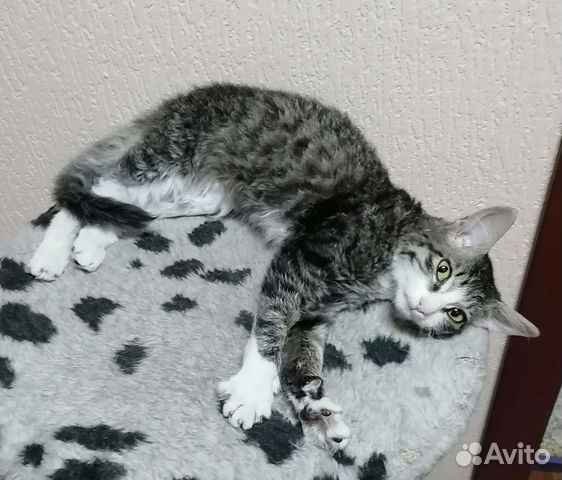 Кошка липучка