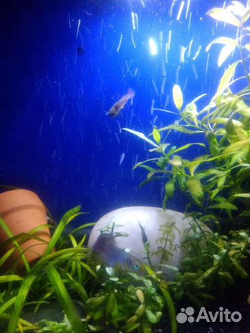 Нотобранхиусы молоденькие