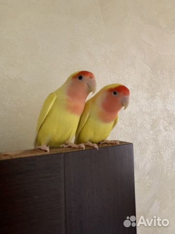 Самец и самка неразлучники