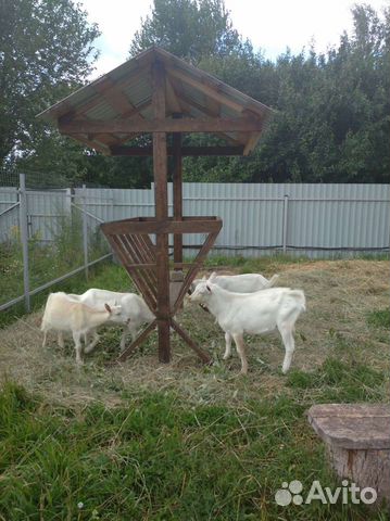 Козлик зааненский комолый