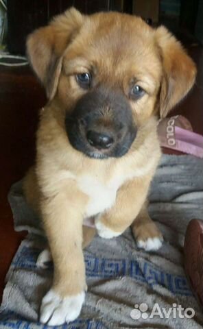 Собака в добрые руки щенок